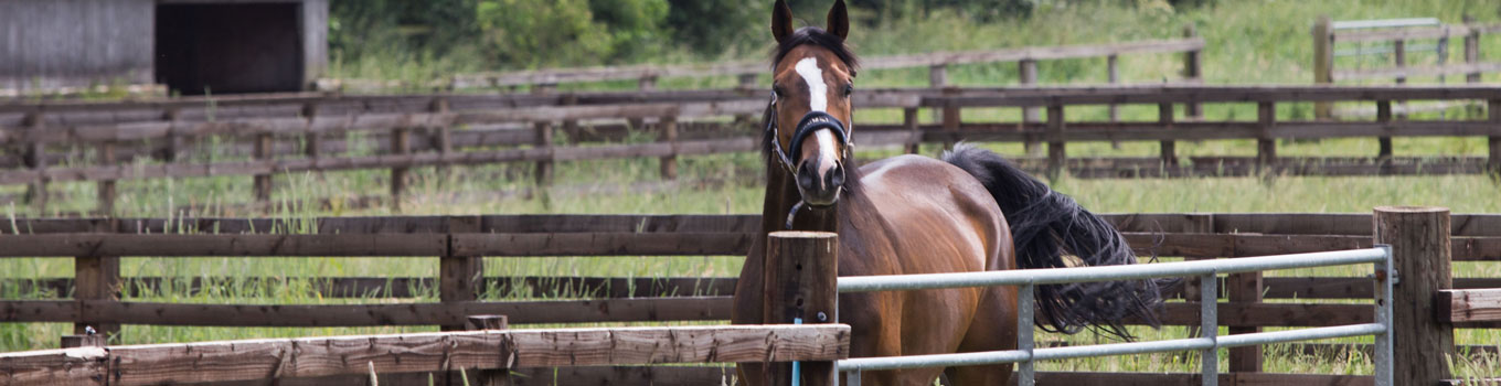 We care for animals in Paddock Wood | Putlands Veterinary Surgery